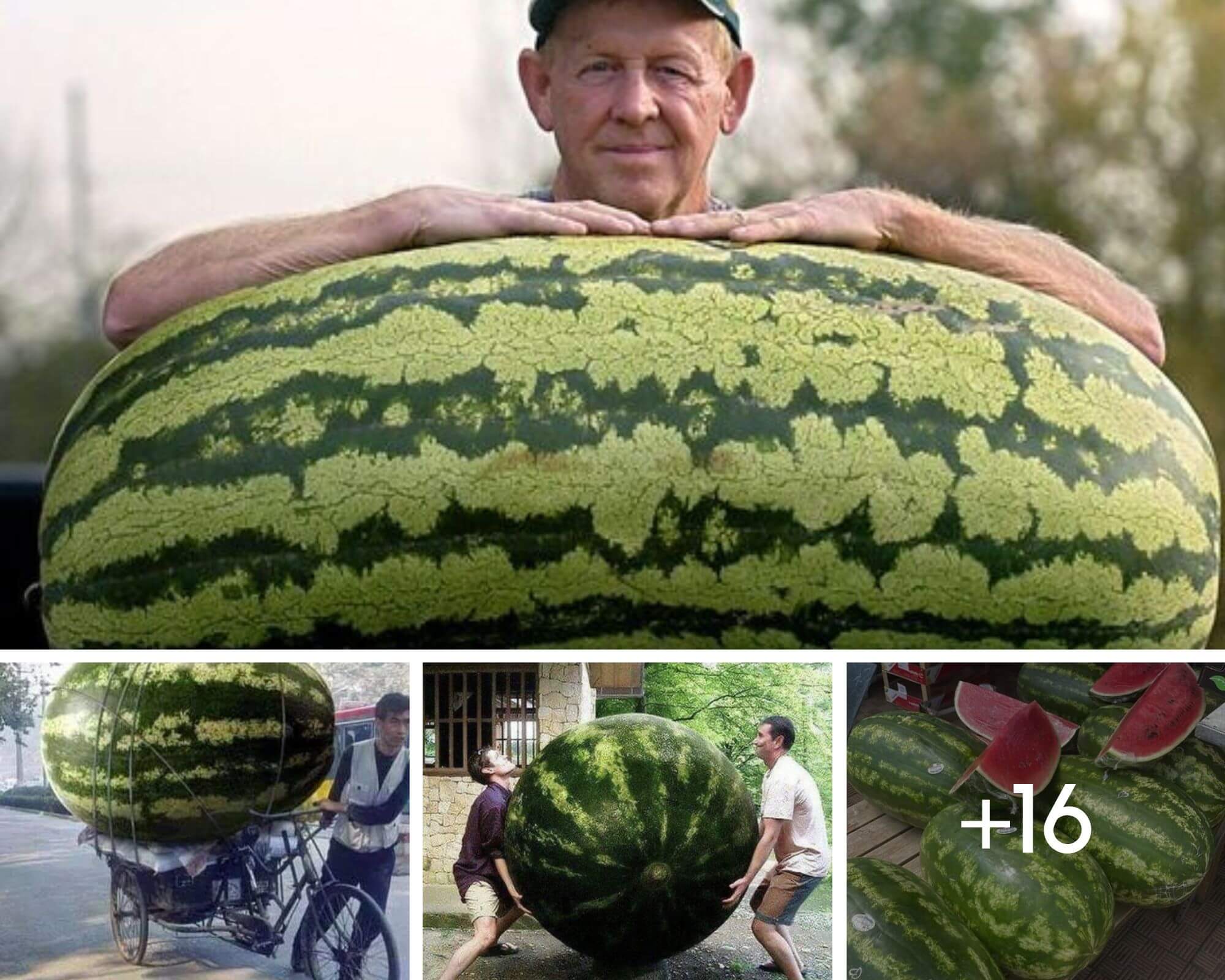 Exploring The Extraordinary Oversized Watermelons That Leave Taste exploring-the-extraordinary-oversized-watermelons-that-leave-taste